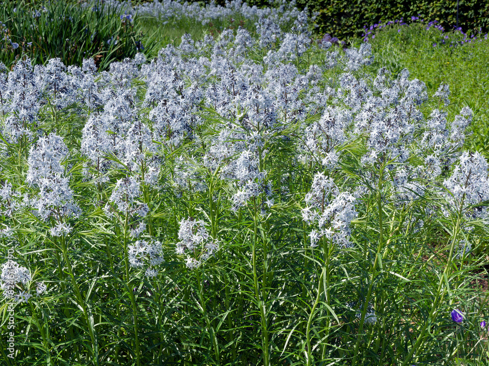 (Amsonia hubrichtii) Pale blue starry flowers of Hubricht's blue Star ...
