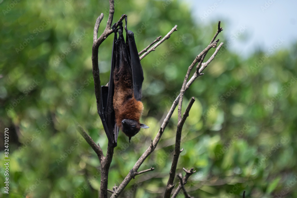 Megabats constitute the family Pteropodidae of the order Chiroptera ...