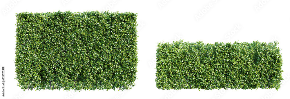Trimmed hedge isolated on transparent background. Realistic 3D render ...