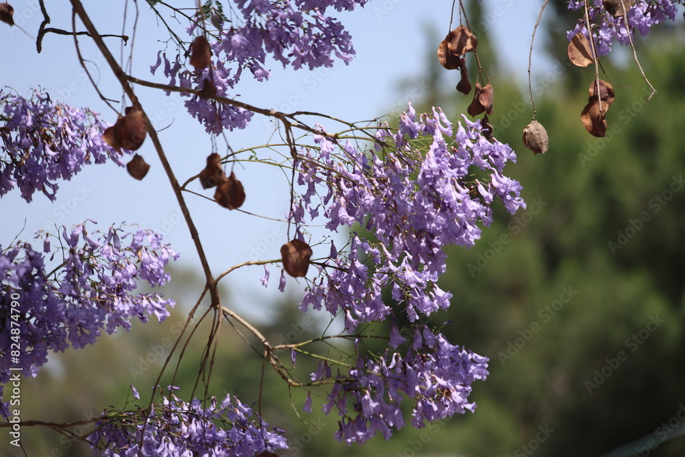flowers and seedpods of jacaranda (Jacaranda mimosifolia) tree Stock ...