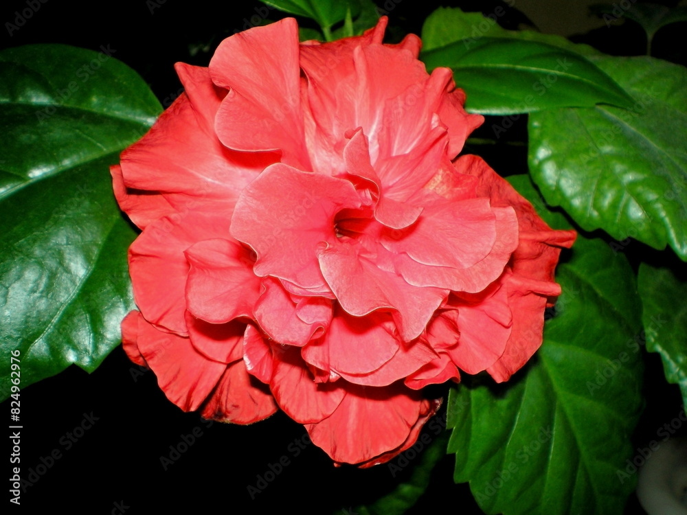 Bright pink large flower of purple hibiscus (Hibiscus rosa sinensis) on ...