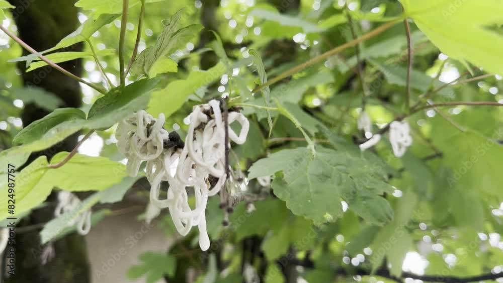 Plant infested by Takahashia japonica, aka the string cottony scale; it ...