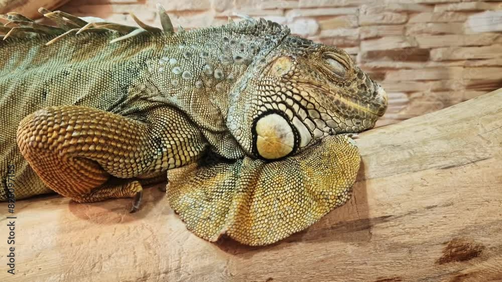Green iguana close up. Iguana in a terrarium, keeping lizards at home ...