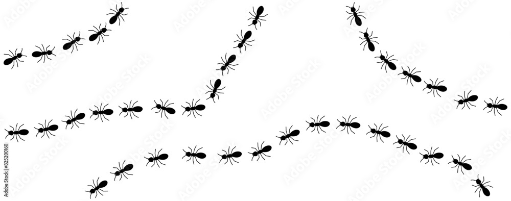 Black ants line 2 on a white background, vector illustration. Stock ...
