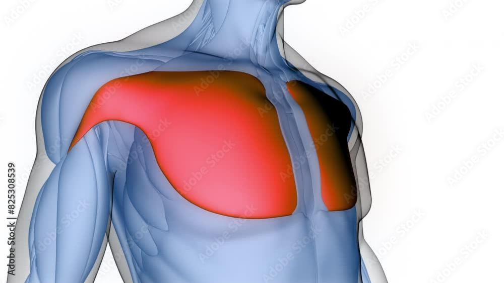 Human Muscular System Torso Muscles Pectoral Muscles Anatomy Animation ...