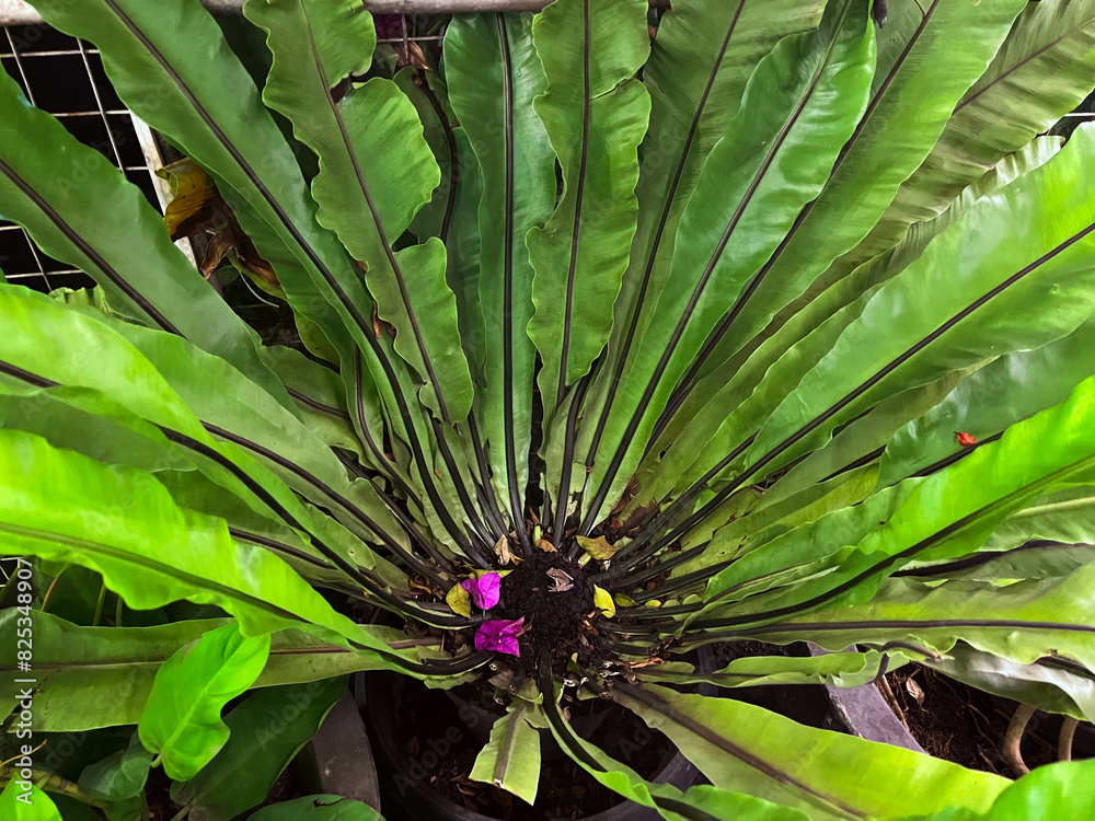 The Asplenium nidus flower is a flower with the characteristics of the ...