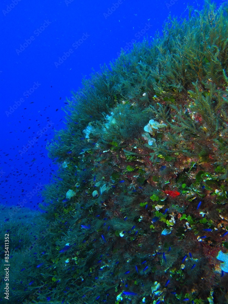 Small swimming fish in the ocean and colorful stote with marine life ...