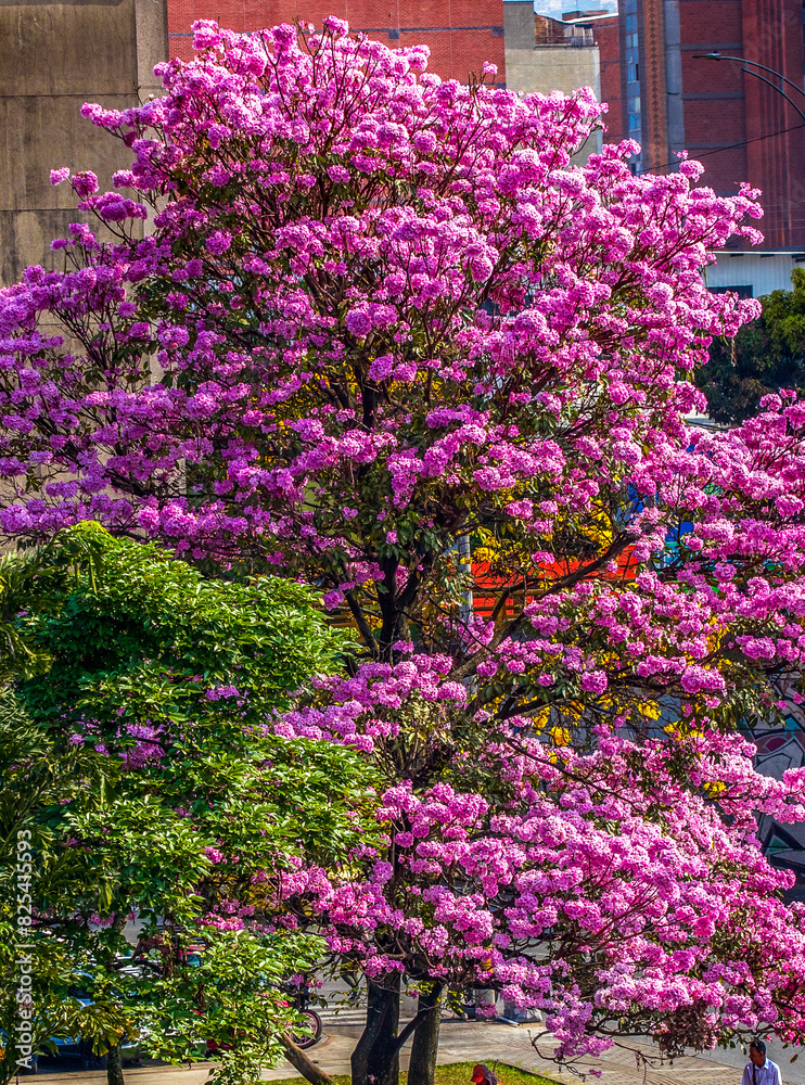 Handroanthus chrysanthus (araguaney or yellow ipê) and Tabebuia rosea ...