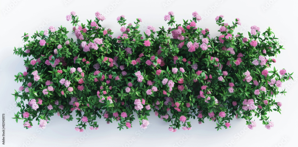 6 top view of bushes with flowers on white background, isolated, 3d ...
