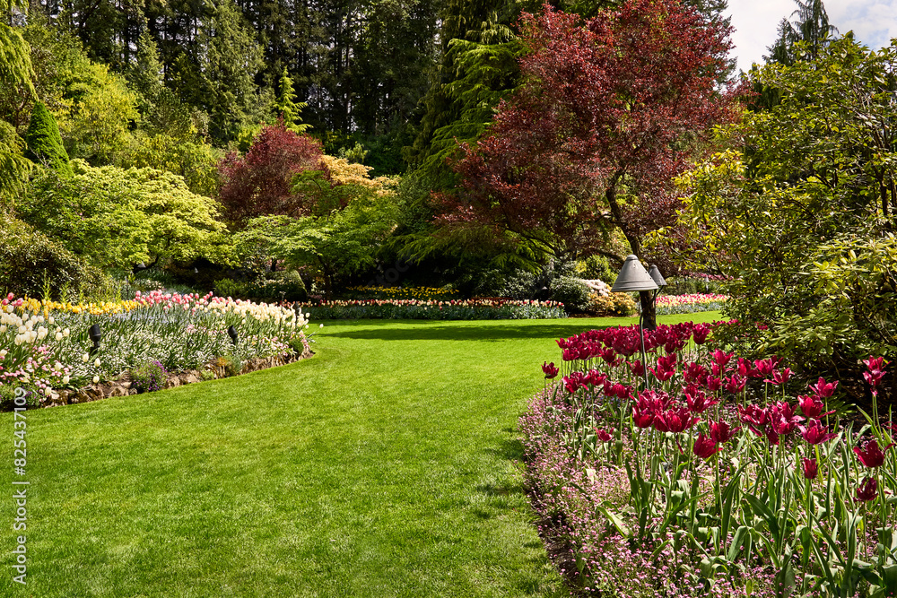 Poster A bright red spring tulip bed in the sunken garden at Butchart ...