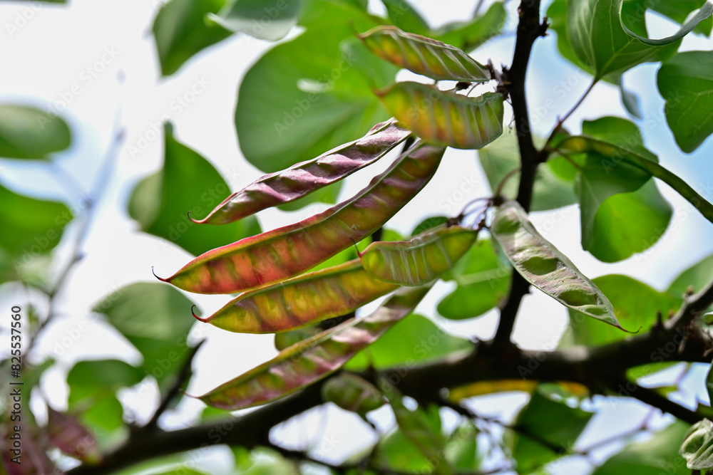 Honey locust tree branches with vibrant seed pods and lush green leaves ...