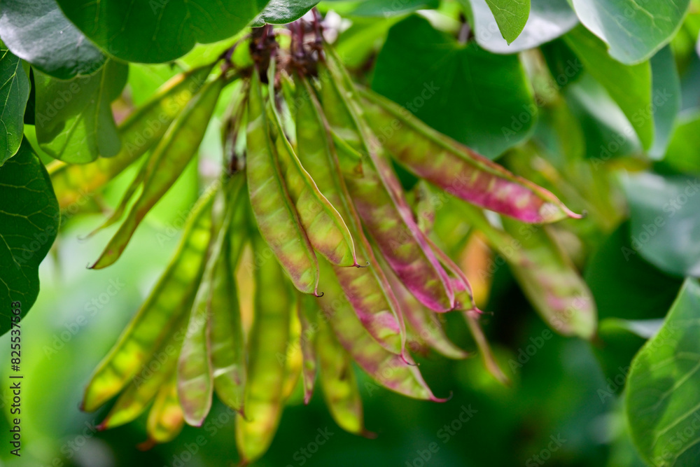 Honey locust tree branches with vibrant seed pods and lush green leaves ...