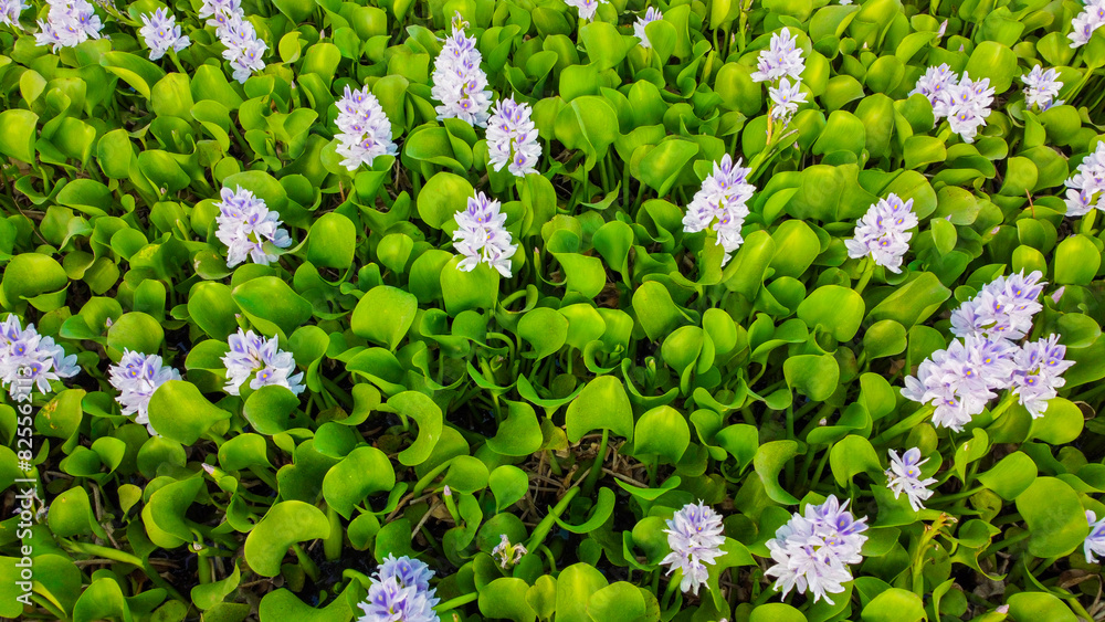 Common Water Hyacinths are bloom in a pond.Detailed view of a common ...