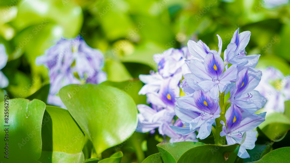 Common Water Hyacinths are bloom in a pond.Detailed view of a common ...