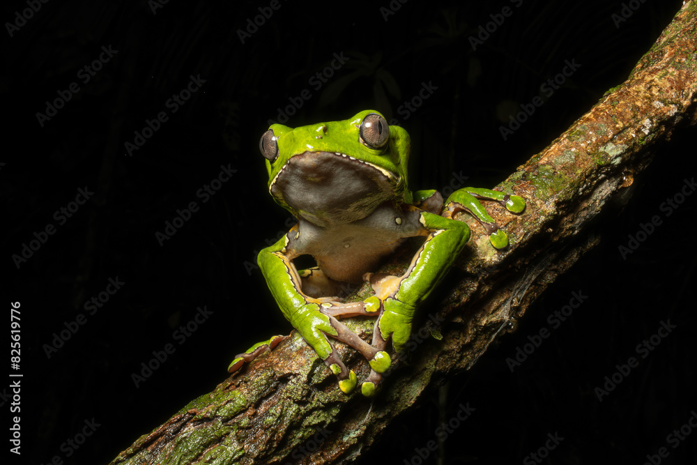 Poster The colorful and ancient Kambo frog secretes a highly toxic ...