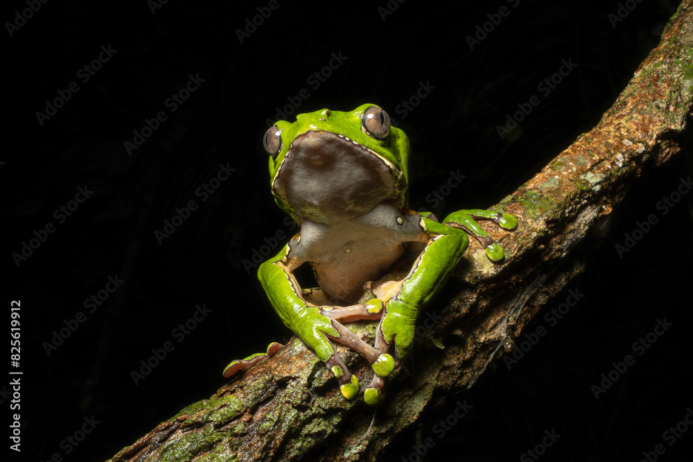The colorful and ancient Kambo frog secretes a highly toxic substance ...