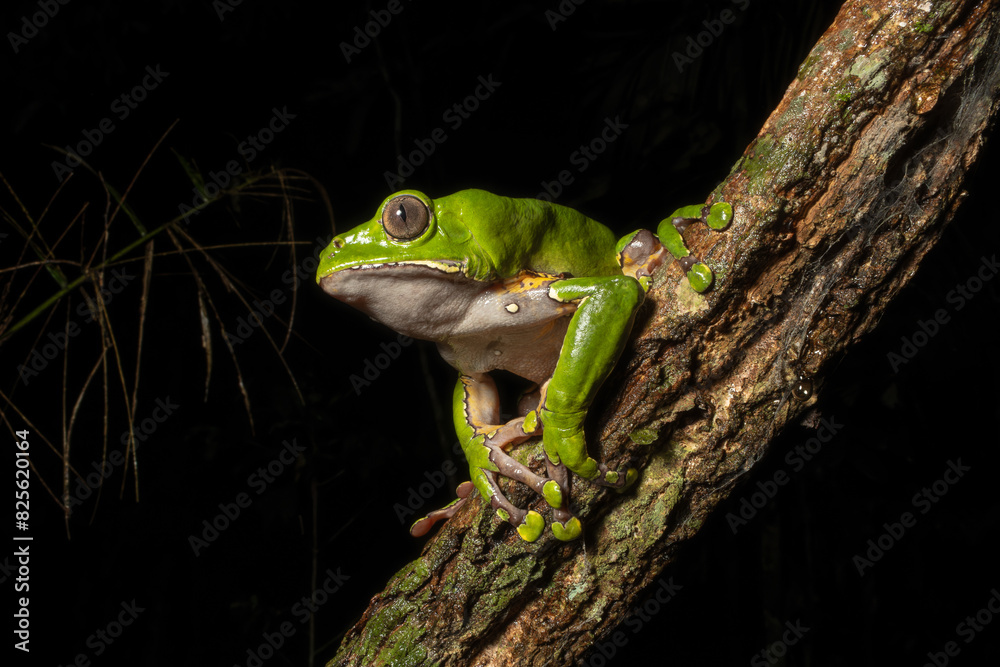 The colorful and ancient Kambo frog secretes a highly toxic substance ...