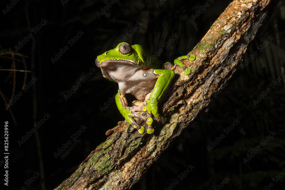 The colorful and ancient Kambo frog secretes a highly toxic substance ...