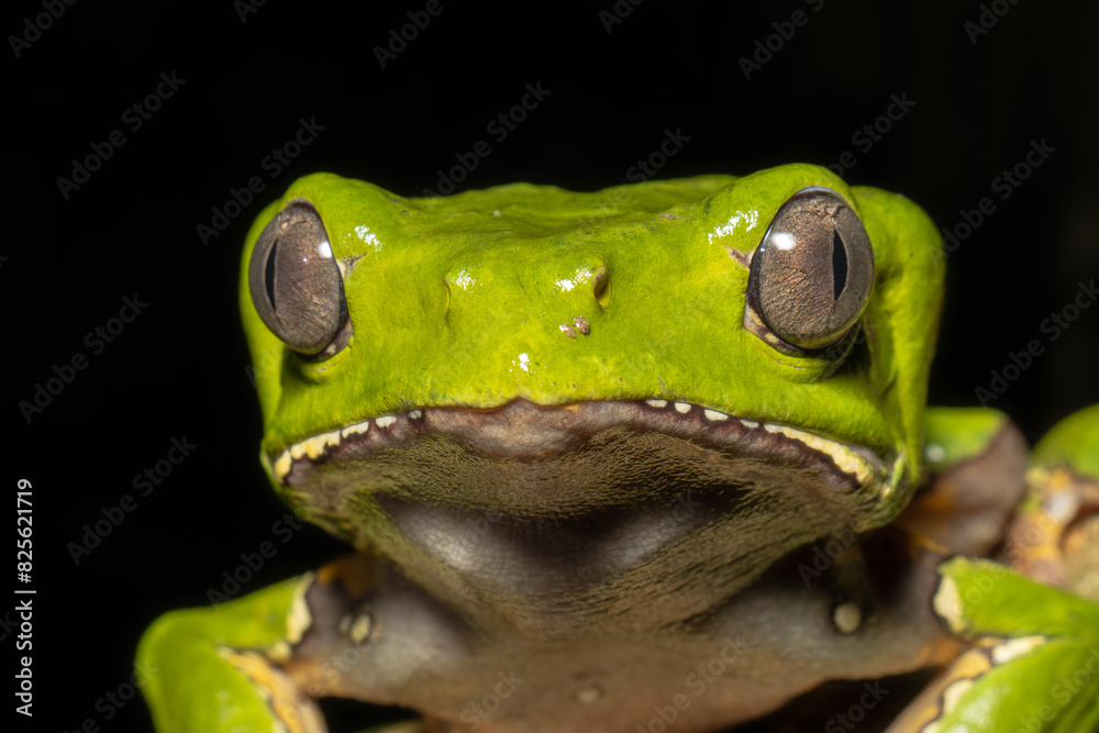 The colorful and ancient Kambo frog secretes a highly toxic substance ...