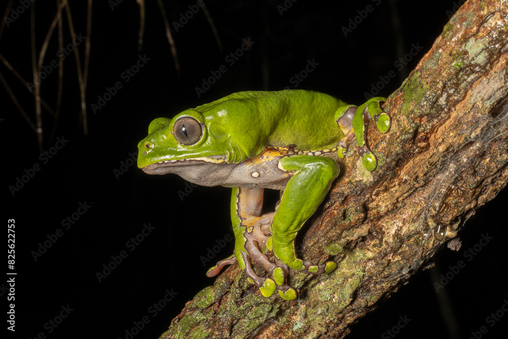The colorful and ancient Kambo frog secretes a highly toxic substance ...