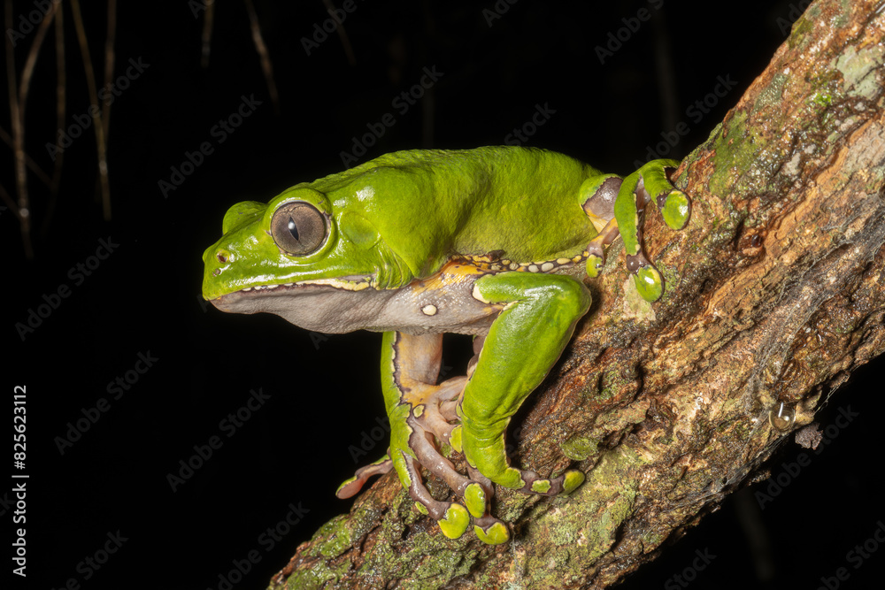 The colorful and ancient Kambo frog secretes a highly toxic substance ...