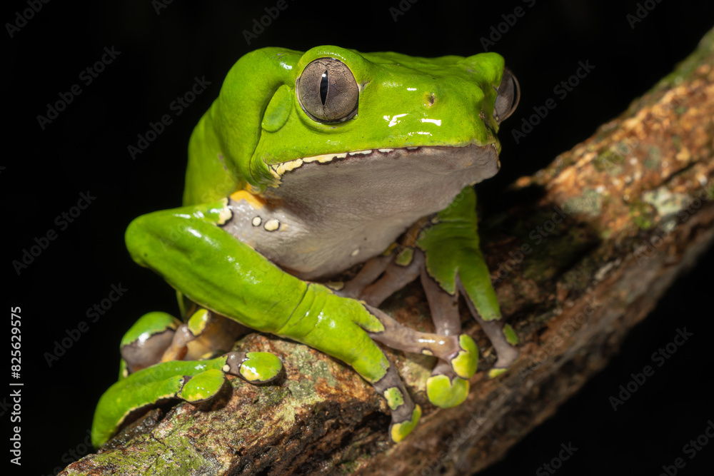 The colorful and ancient Kambo frog secretes a highly toxic substance ...