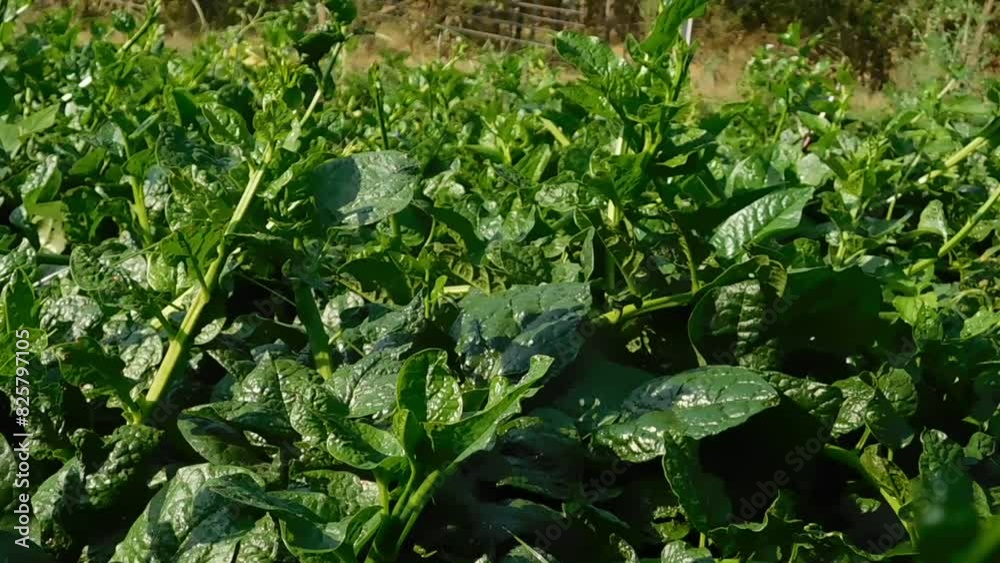 Malabar spinach a leafy vegetables which is found in India, Malabar ...