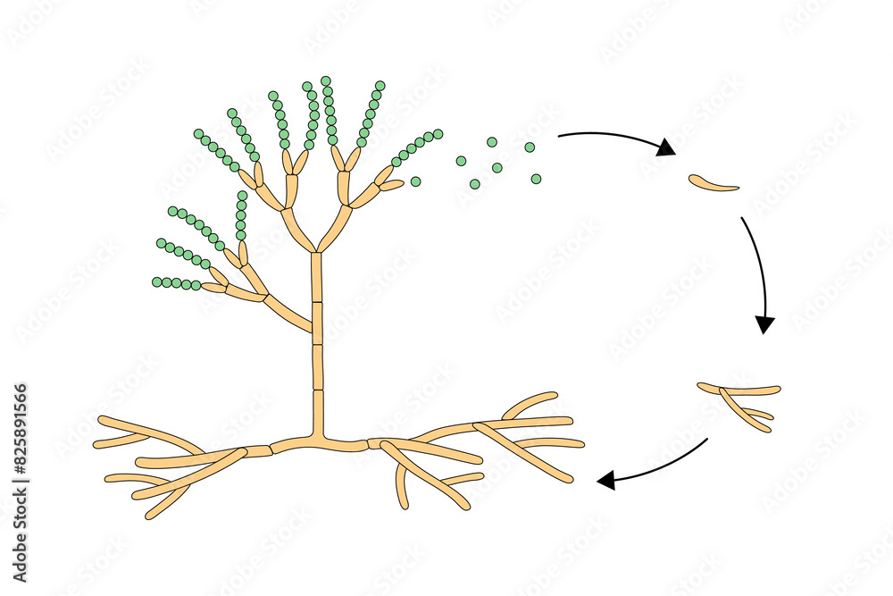 Mold life cycle. The structure of mold. Stock Vector | Adobe Stock