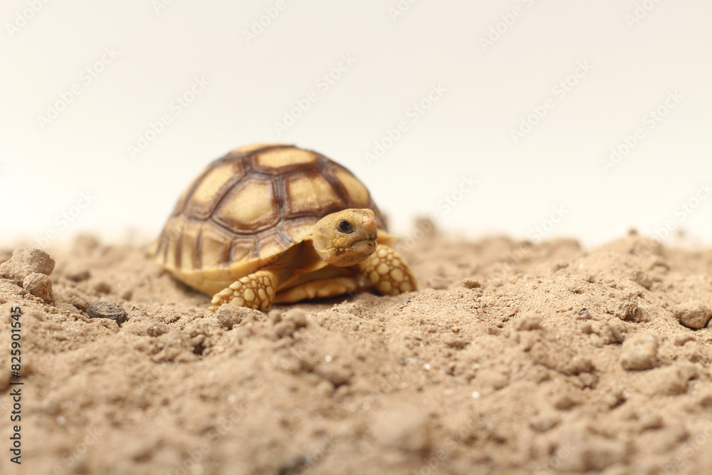 Cute small baby African Sulcata Tortoise in front of white background ...
