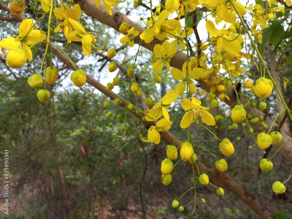 Yellow flowers that are inflorescence hanging from the flowering trees ...