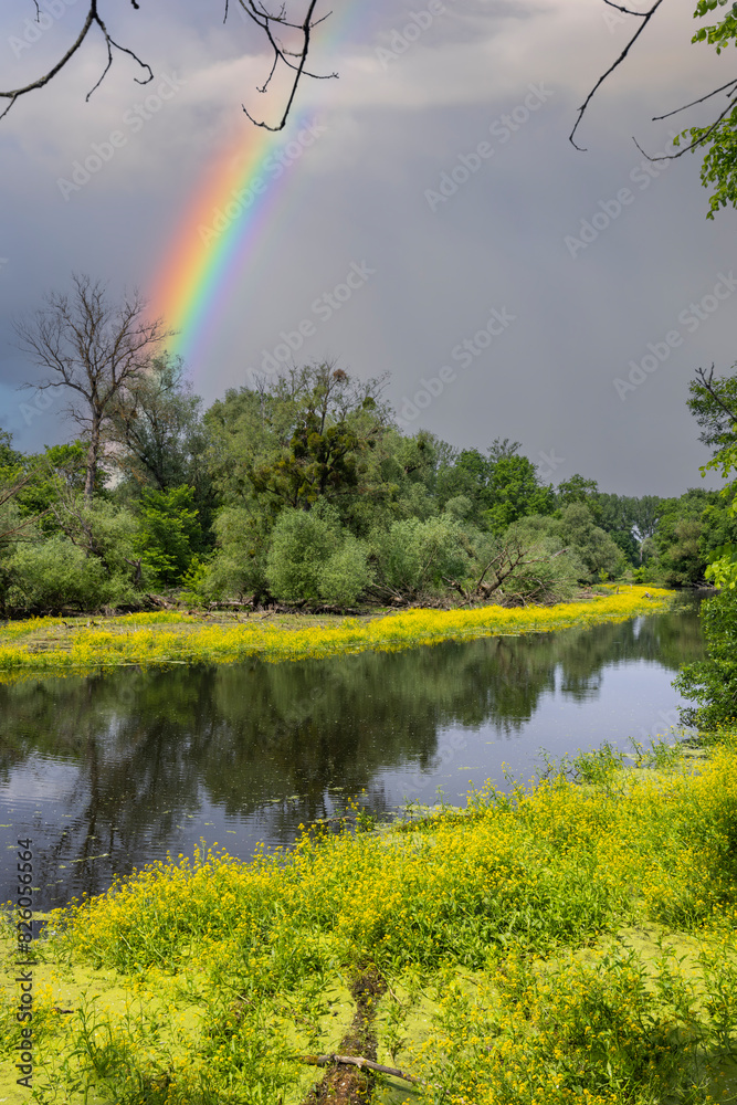 Typical landscape in Zahorie (CHKO Zahorie), area with dead branches of ...