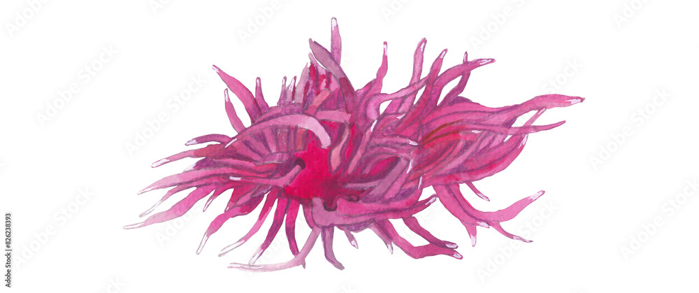 Okenia Rosacea Hopkin’s rose nudibranch Pink Sea slug Hand painted ...