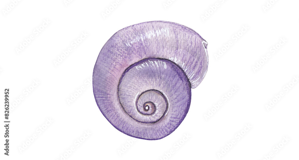 Violet sea snail Hand painted animal illustration Png clipart with ...