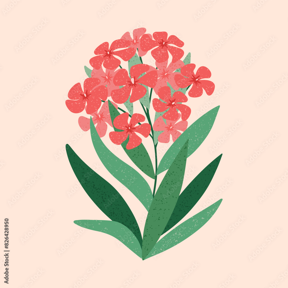 Oleander flower vector illustration. Hand drawn blooming pink Nerium ...