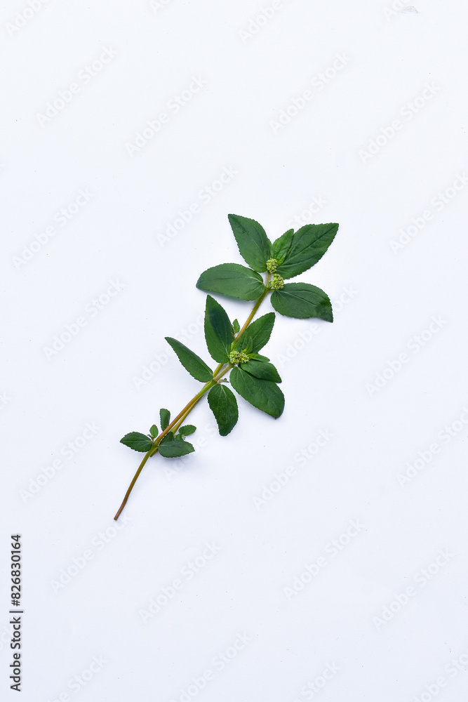 The leaves of patikan kebo (Euphorbia hirta L, Garden spurge, Asma weed ...