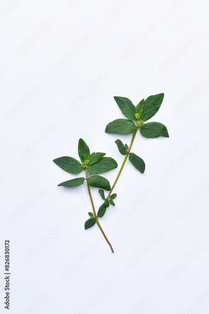 The leaves of patikan kebo (Euphorbia hirta L, Garden spurge, Asma weed ...