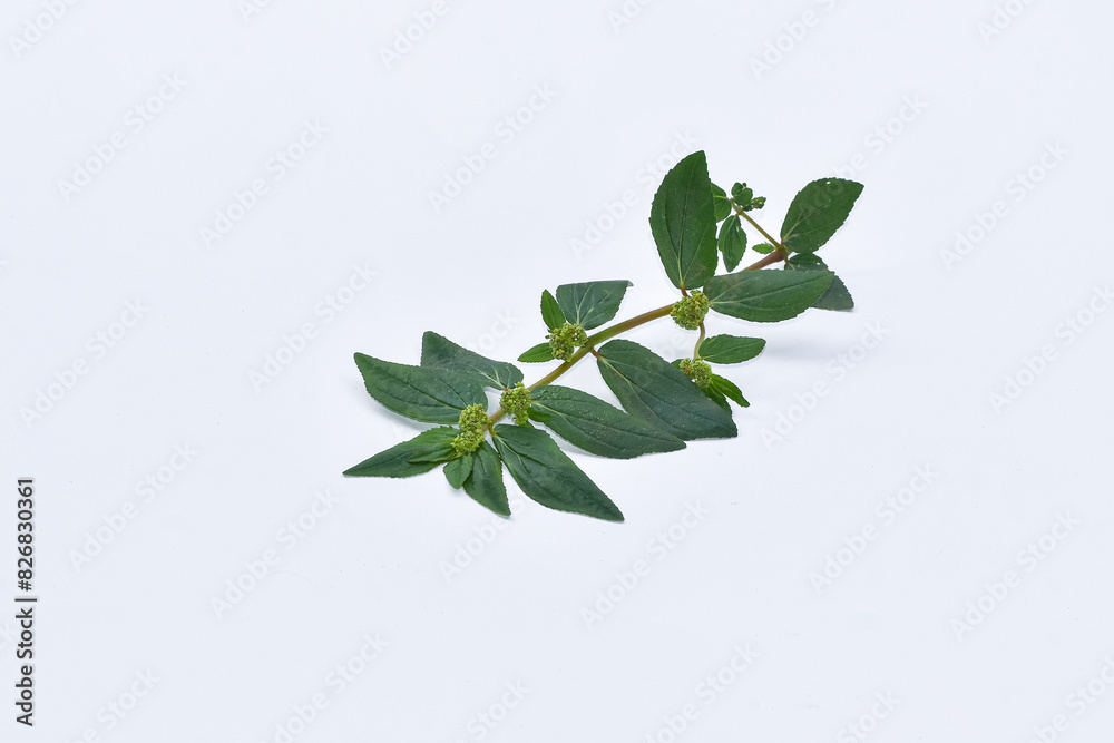 The leaves of patikan kebo (Euphorbia hirta L, Garden spurge, Asma weed ...
