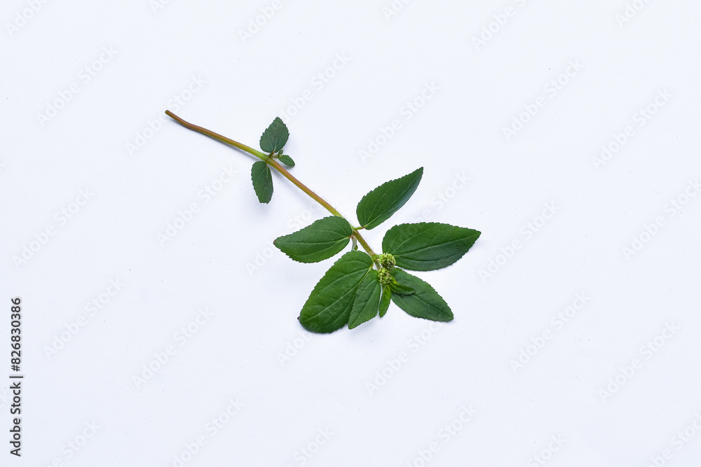 The leaves of patikan kebo (Euphorbia hirta L, Garden spurge, Asma weed ...