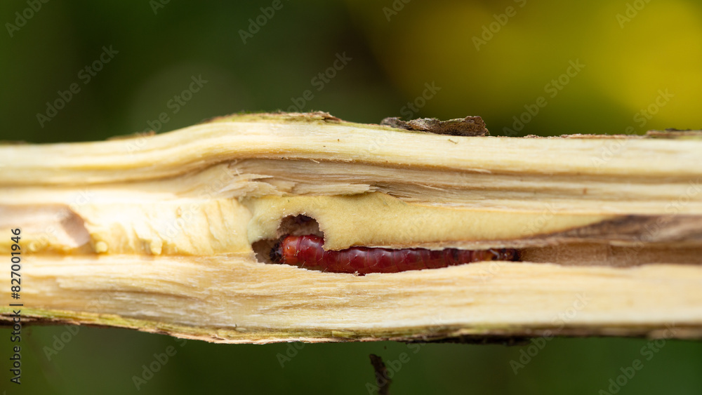 coffee stem borer. Diseases and pests affecting coffee plants. Stock ...
