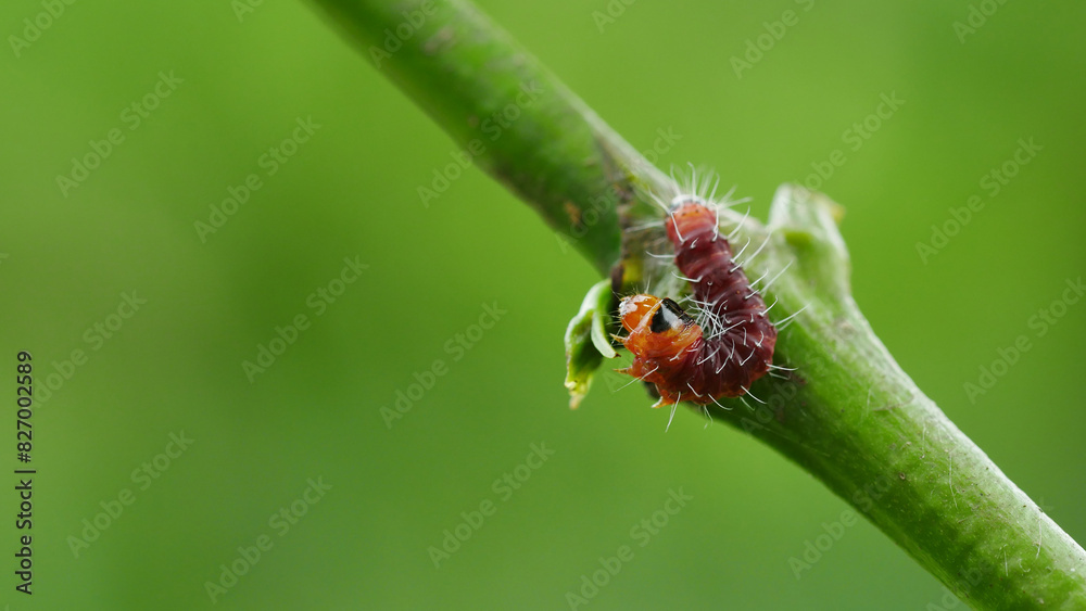 coffee stem borer. Diseases and pests affecting coffee plants. Stock ...
