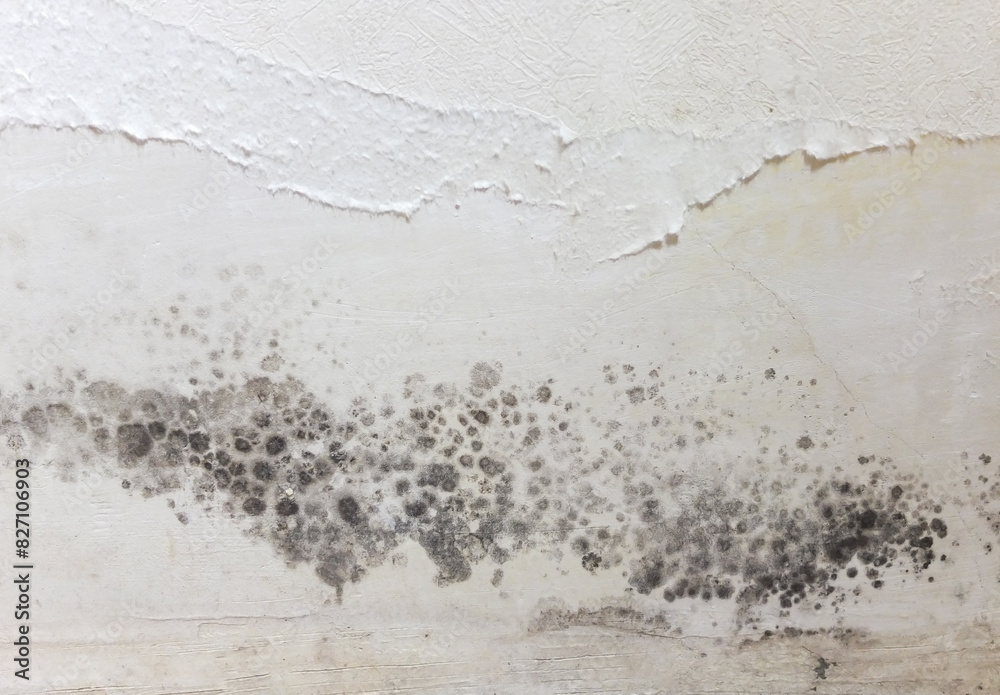 Black spots of toxic mold and mildew bacteria on a white wall. Concept ...
