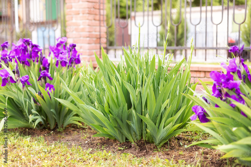 Closeup Blooming irises in the garden. Purple iris flowers grow in the ...