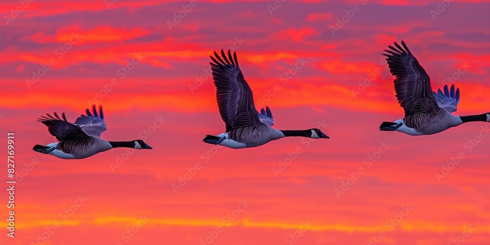 Flock of geese flying in a V formation against a sunset sky - migration ...