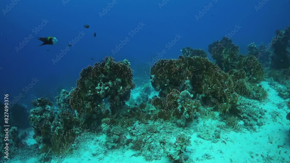 A coral reef is shown in a blue and green color. The reef is full of ...