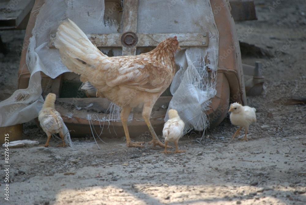 Una gran cantidad de aves podemos encontrar,la mayoria acuaticas como ...