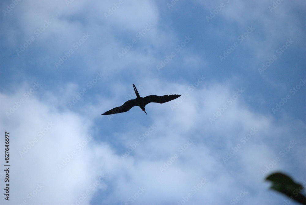 Una gran cantidad de aves podemos encontrar,la mayoria acuaticas como ...