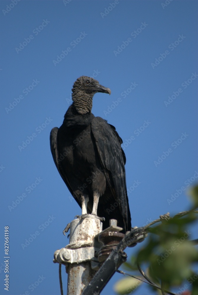 La variedad de aves es impresionante,desde las aves marinas como ...