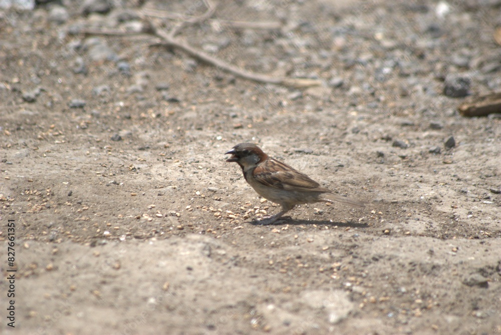 La variedad de aves es impresionante,desde las aves marinas como ...