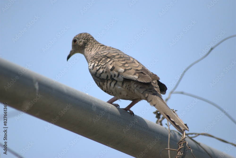 La variedad de aves es impresionante,desde las aves marinas como ...