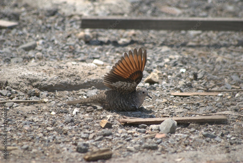 La variedad de aves es impresionante,desde las aves marinas como ...